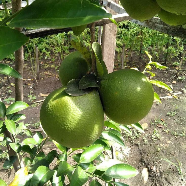 Jeruk Bali Mini /Jeruk Garut /Jeruk Kampung Segar manis 1kg Matang ...