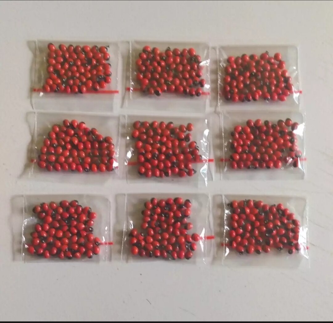 Biji saga rambat(100Biji), biji saga merah bintik hitam, tanaman saga ...