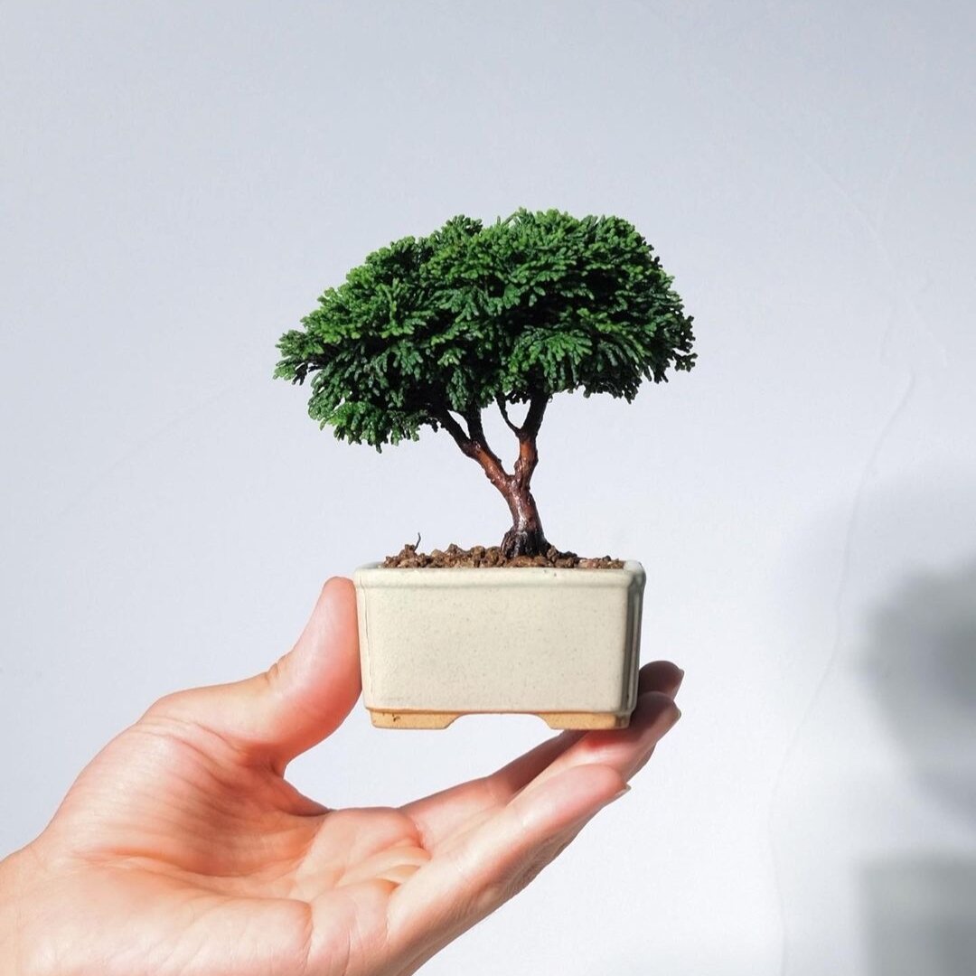 Bonsai mame cemara Jepang / Cemara Inoki hijau Original Bukan yang ...