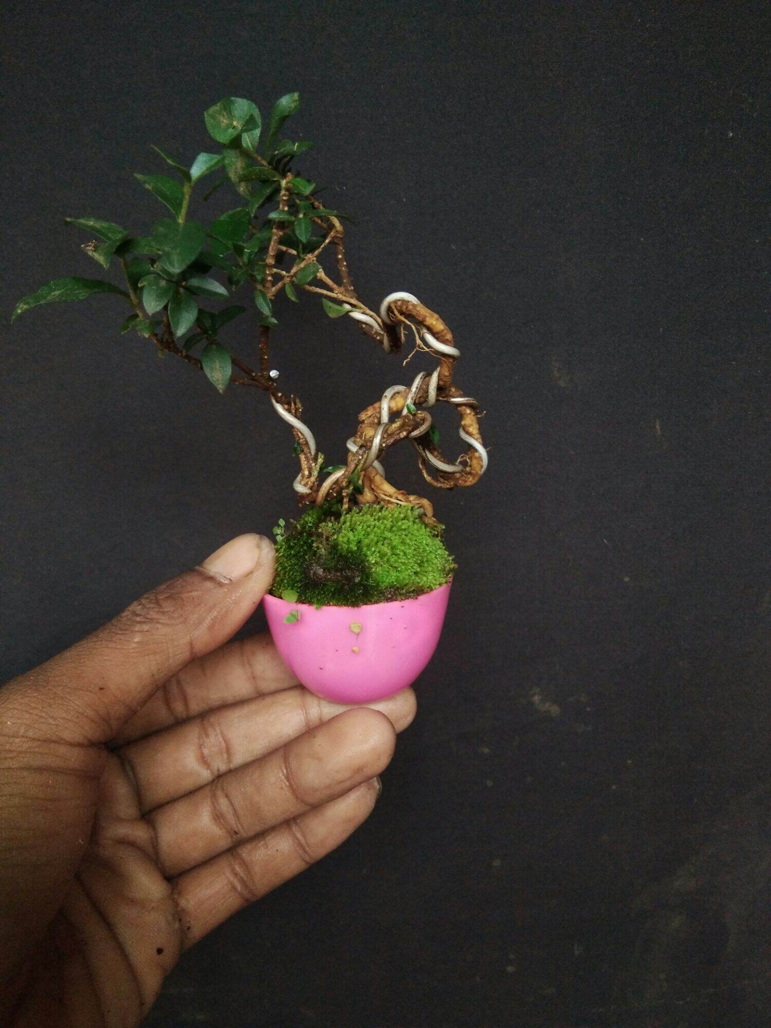 bonsai sakura mikro mini bunga pink murah dan berkualitas | Lazada ...