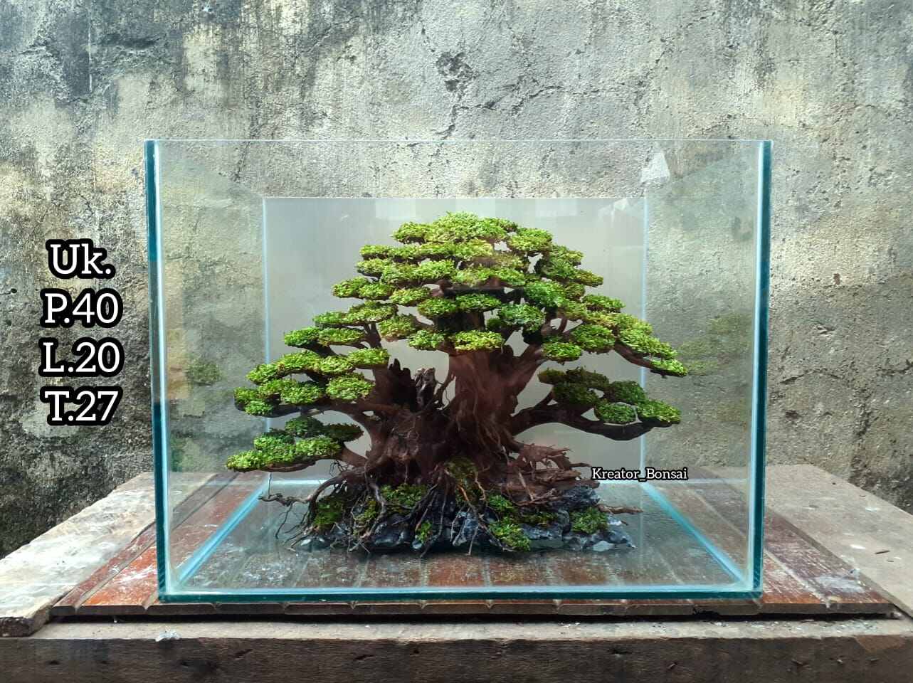 bonsai aquascape | Lazada Indonesia