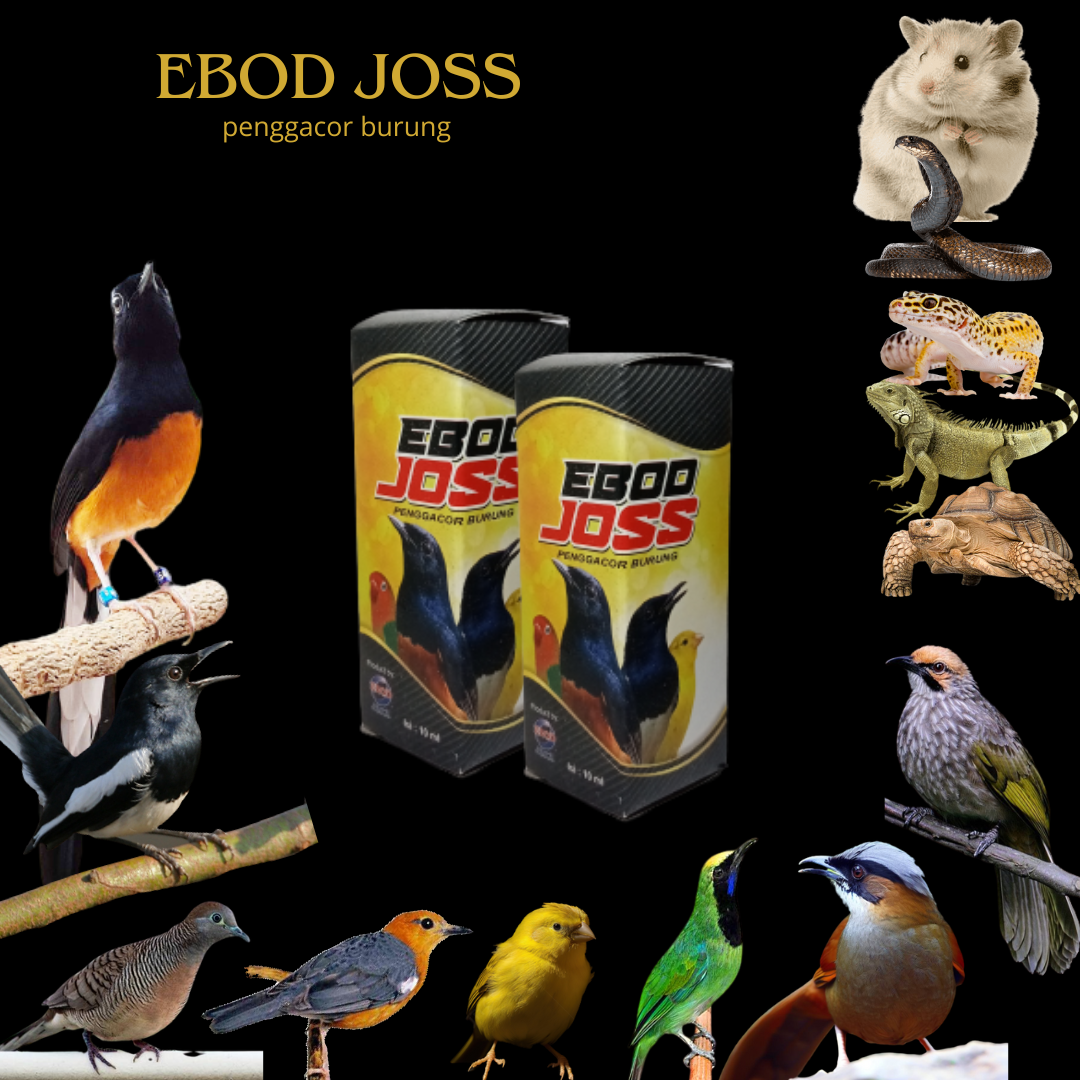 Ebod JOSS vitamin penggacor burung atasi macet dan stress | Lazada Indonesia
