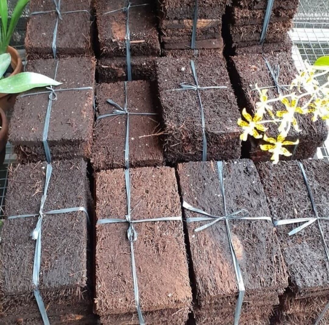 Pakis Papan Per Lempang 1 Pcs ukuran 20x10 cm | Lazada Indonesia