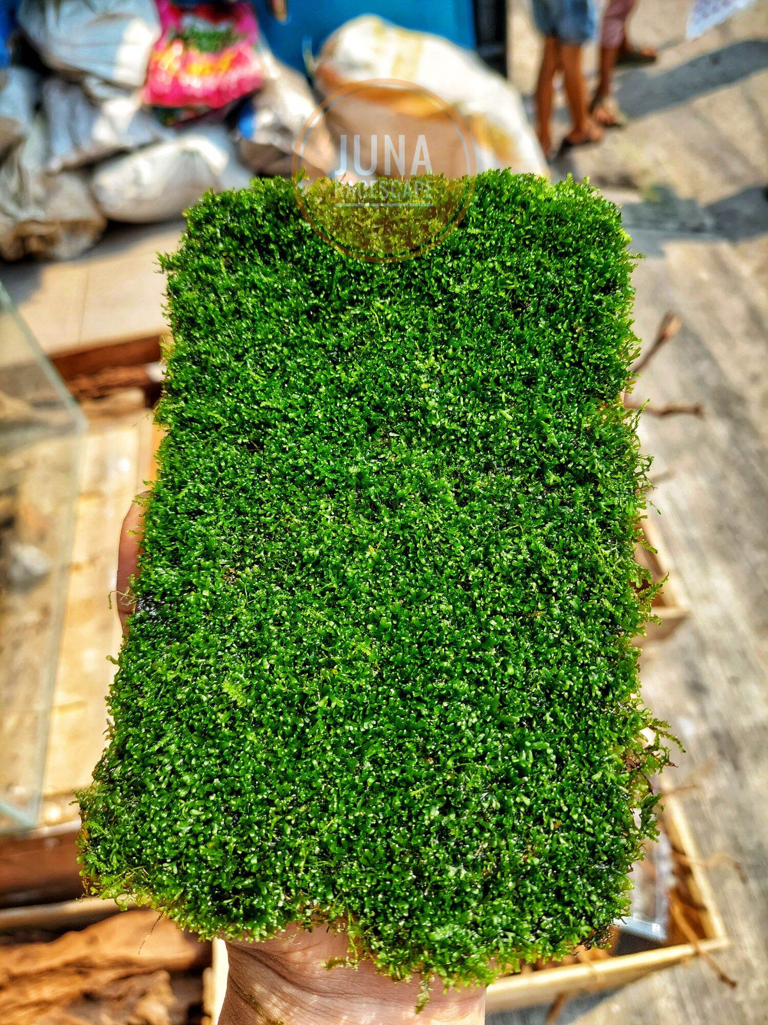 MOSS RICARDIA MINI GRAD A HUJAU SEGAR FULL CLUMP UTUH UKURAN MIKA 19X12 ...