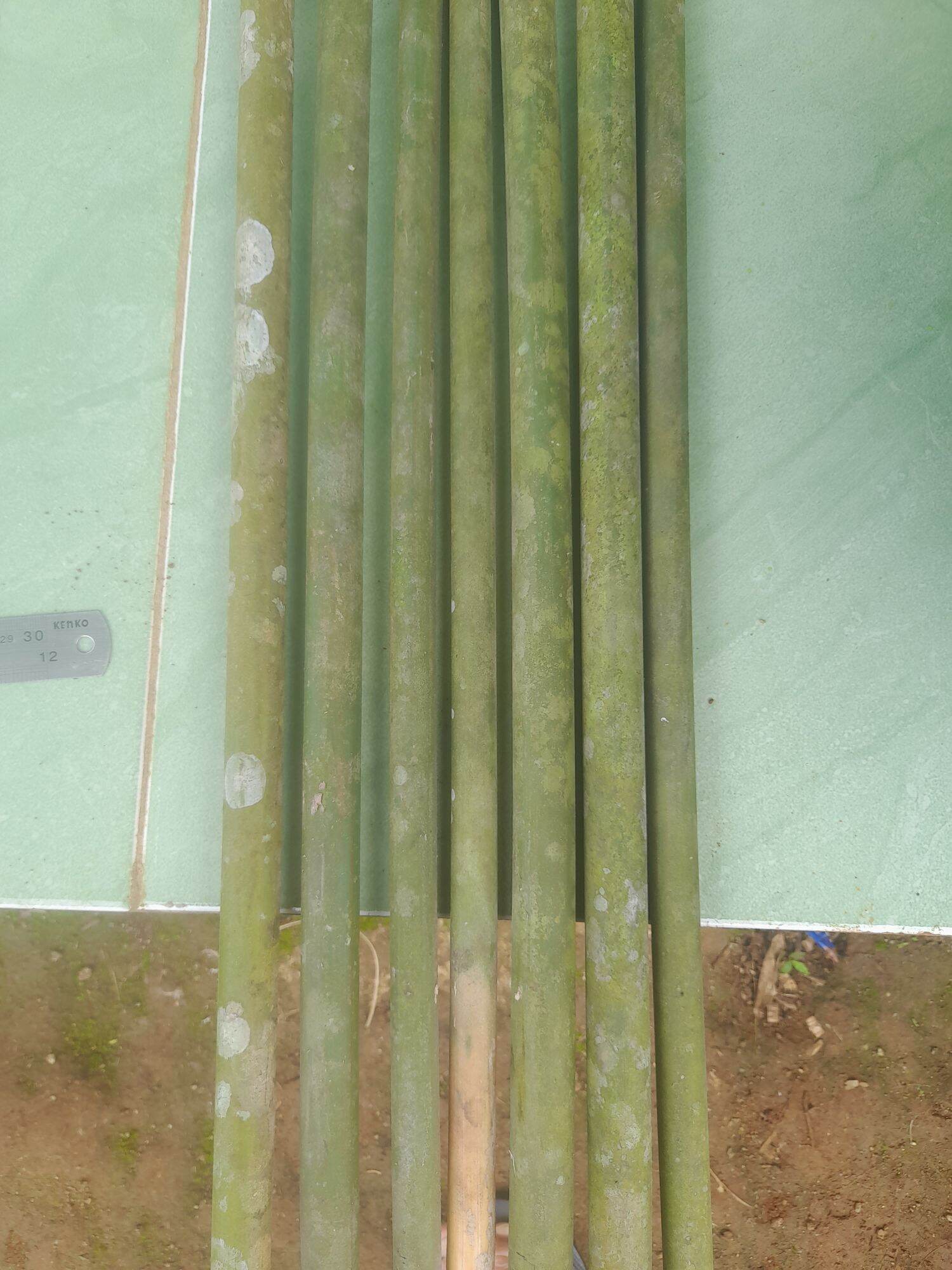 bambu tamiang diameter 2cm panjang 60cm/90cm/100cm | Lazada Indonesia
