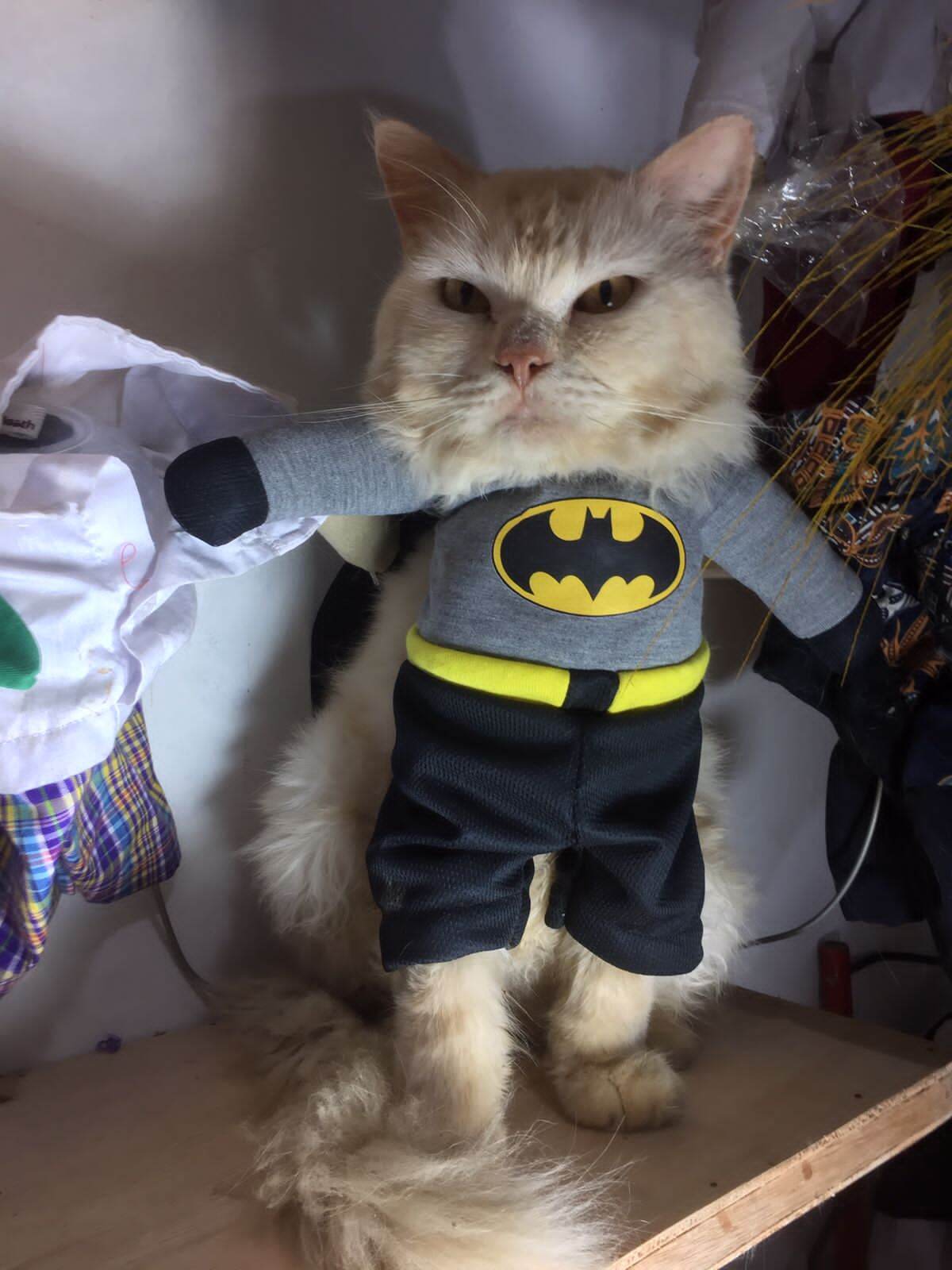 baju kucing karakter batman | Lazada Indonesia