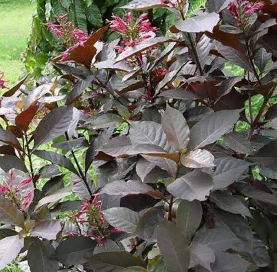 100gr daun ungu /daun handeuleum segar | Lazada Indonesia