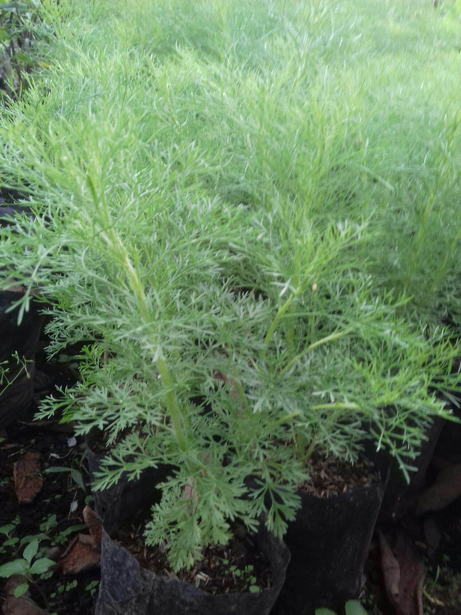 bibit tanaman adas-pohon tanaman adas | Lazada Indonesia