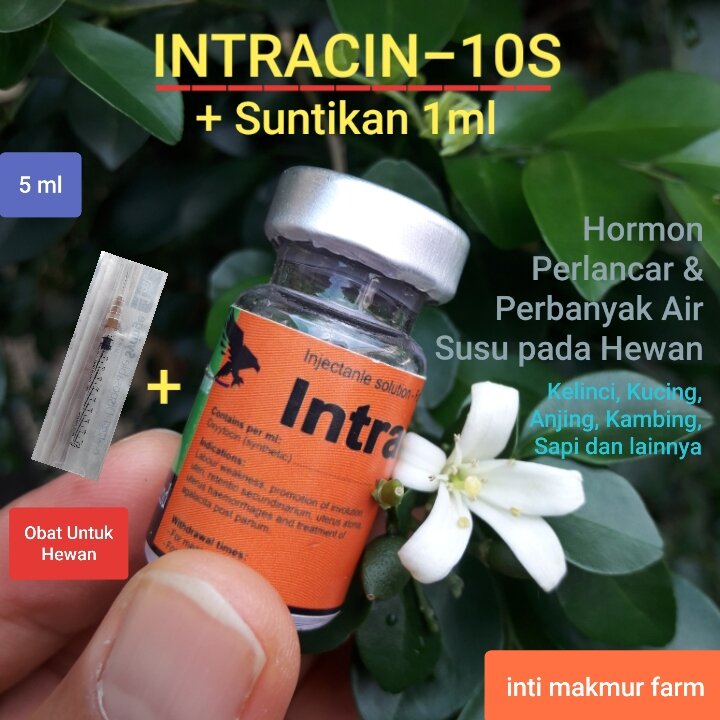 INTRACIN-10s + Suntikan Hormon Kontraksi Uterus & Kelenjar Mamae pada ...