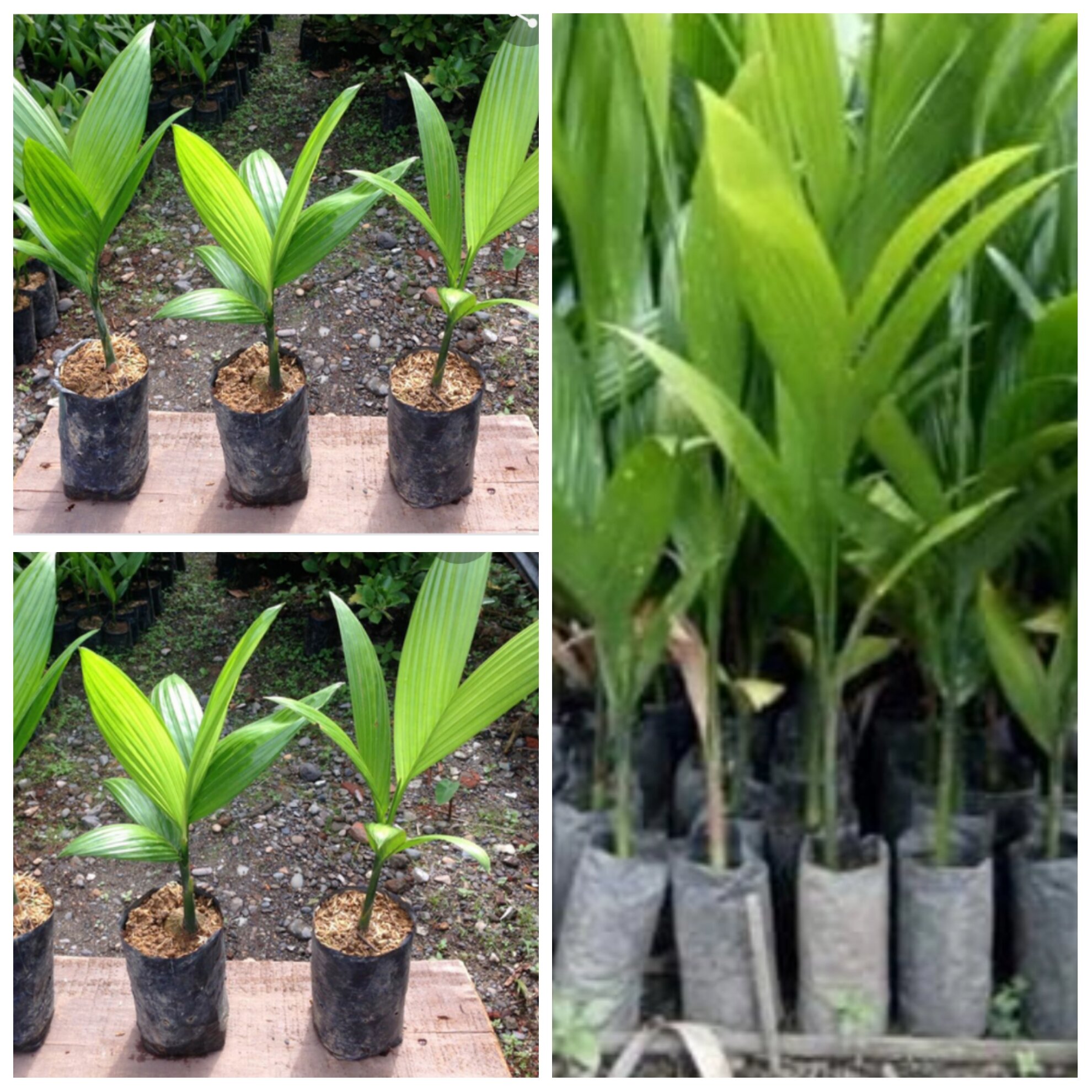 bibit pinang batara 5 pohon original | Lazada Indonesia