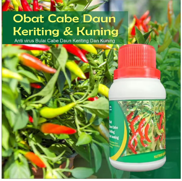 Obat Daun Cabe Keriting Dan Kuning Daun Nutrisi Daun 100 ml | Lazada ...