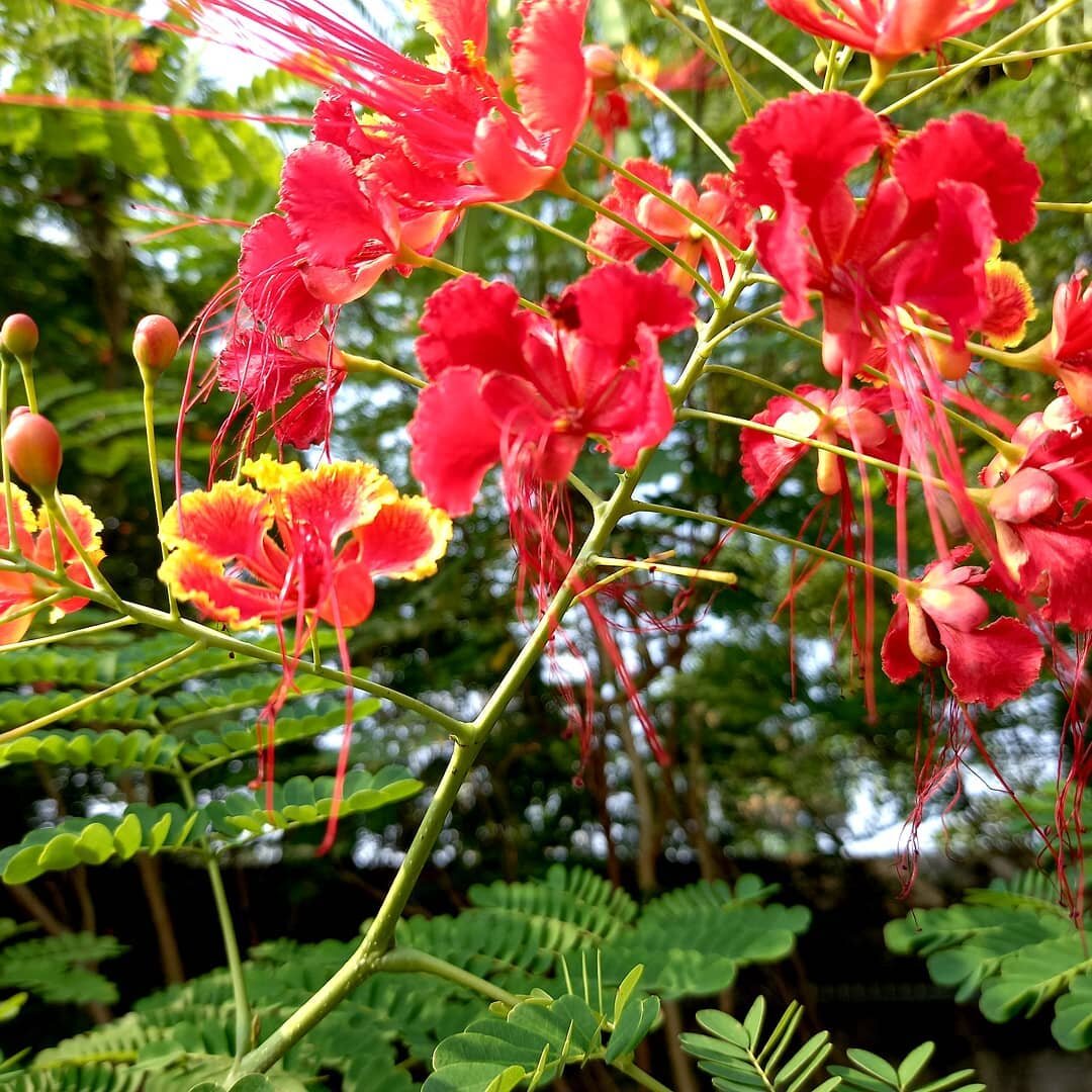 tanaman hias kembang merak - merak merakan | Lazada Indonesia