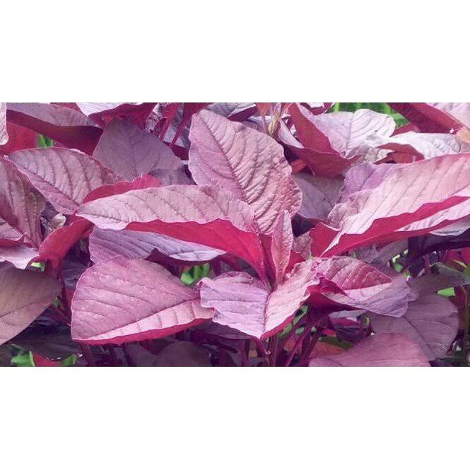 1000 + Benih bayam merah super,benih bayam,siap tanam | Lazada Indonesia