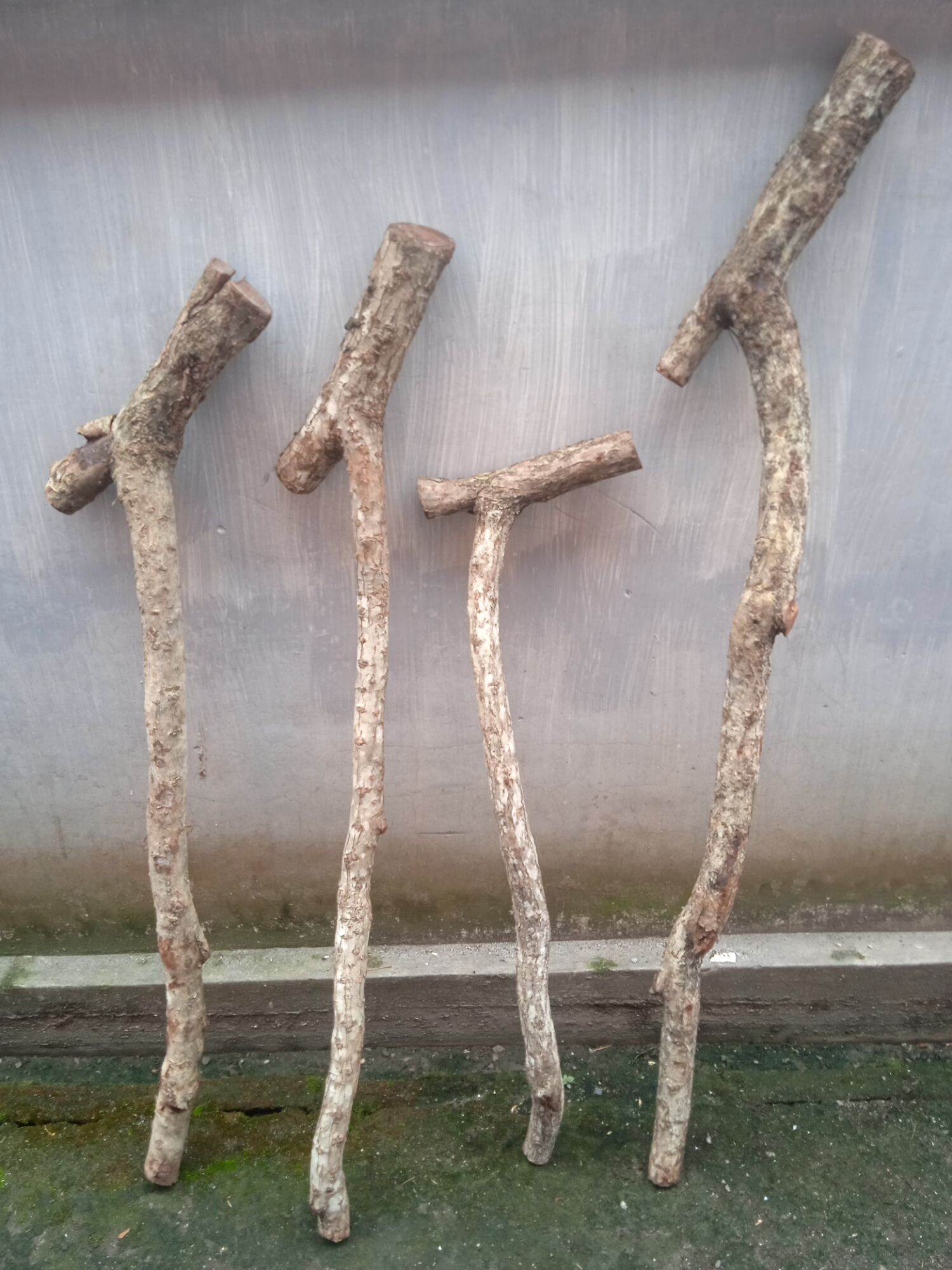 bahan tongkat Setigi laut/kayu bertuah | Lazada Indonesia