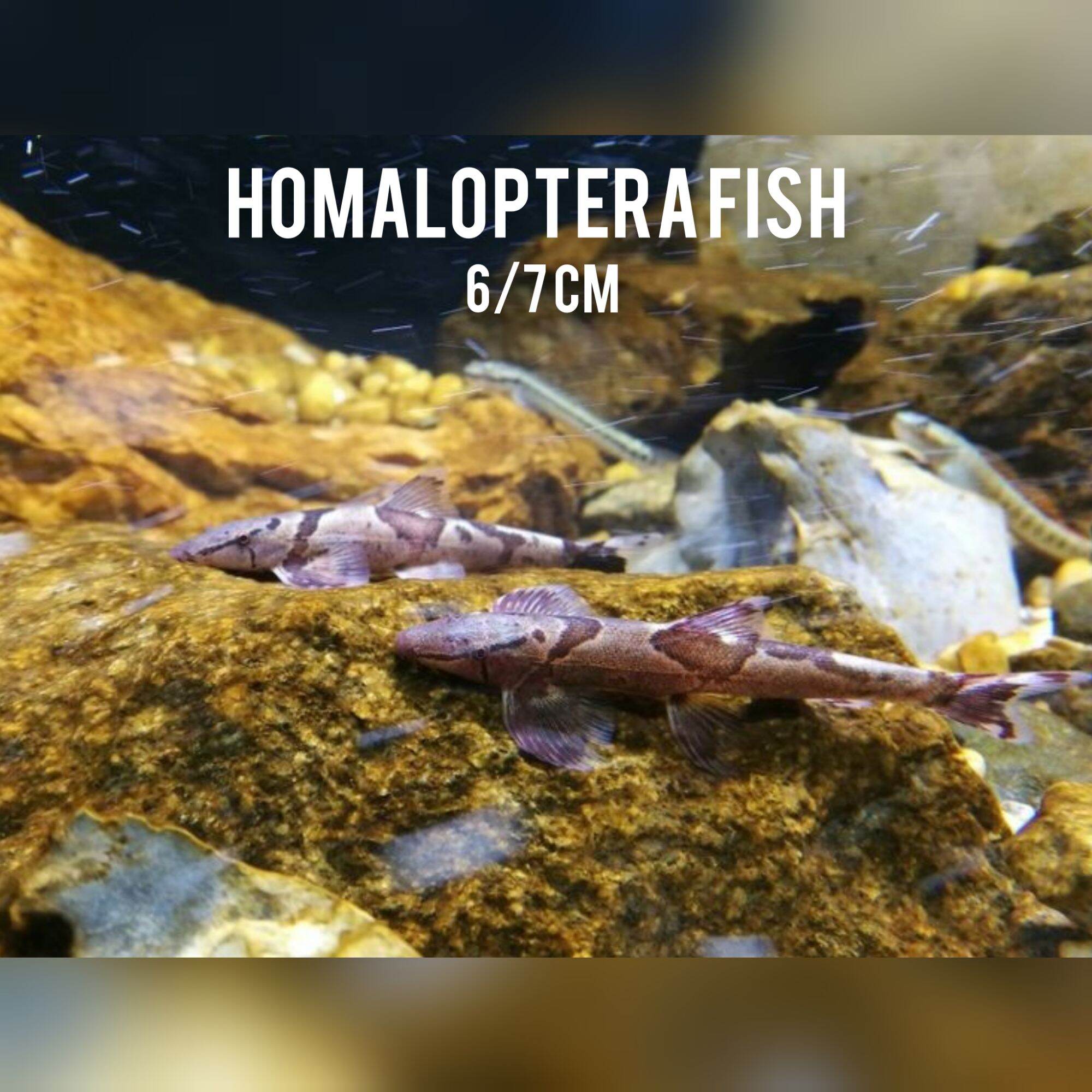 Homaloptera pembersih aquascape - ikan hias homaloptera - ikan hias ...