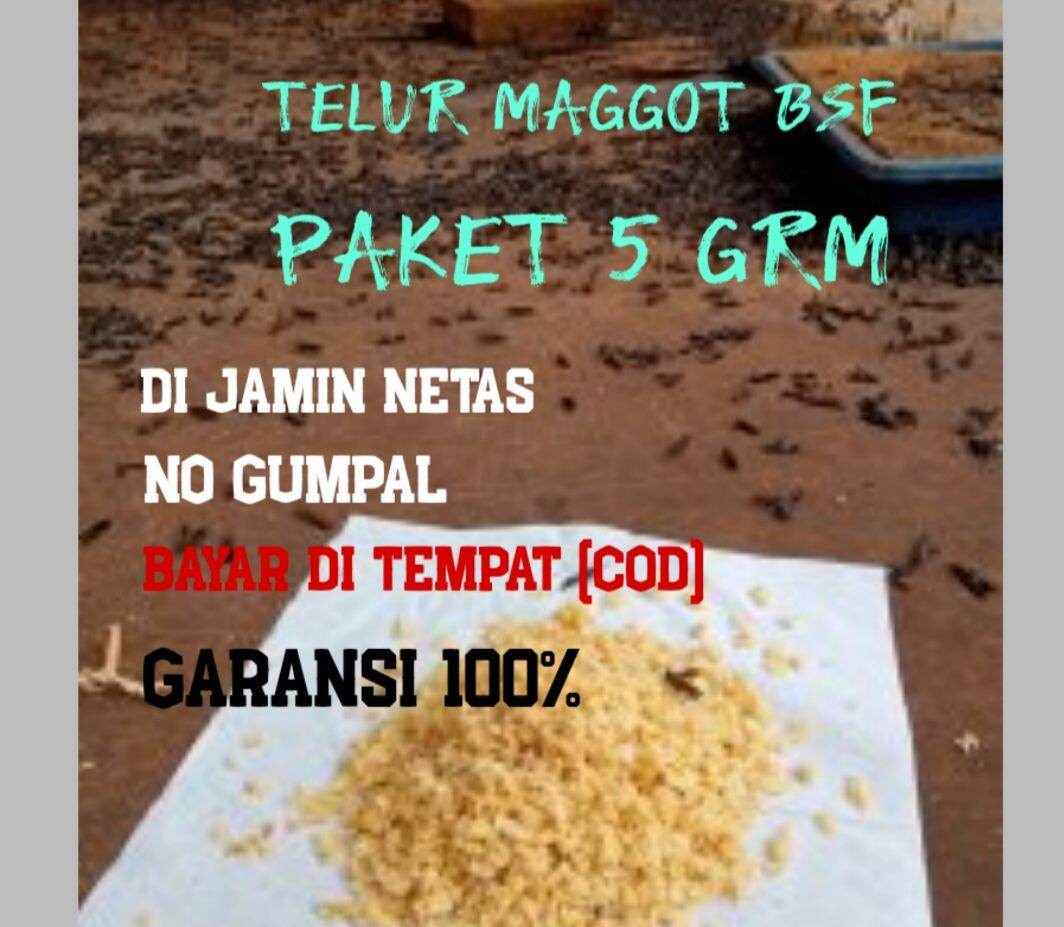 Telur lalat maggot bsf fresh 5gr murah | Lazada Indonesia