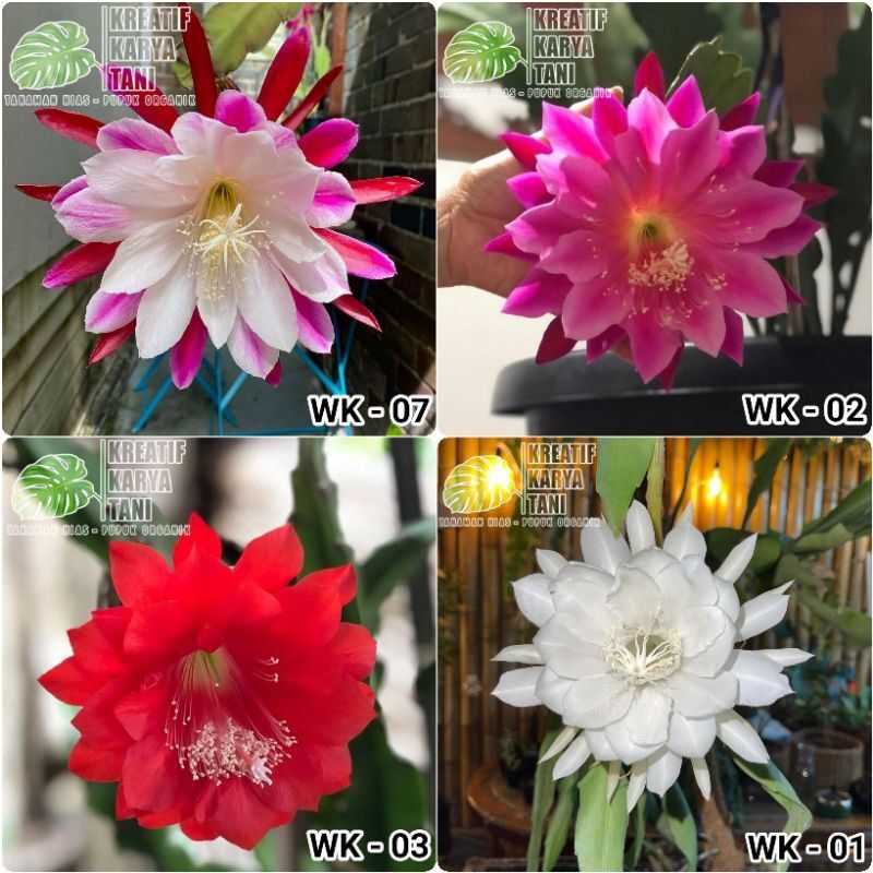 PAKET 4 Wijaya Kusuma Hybrid // Bunga Wijaya Kusuma Murah // Tanaman ...