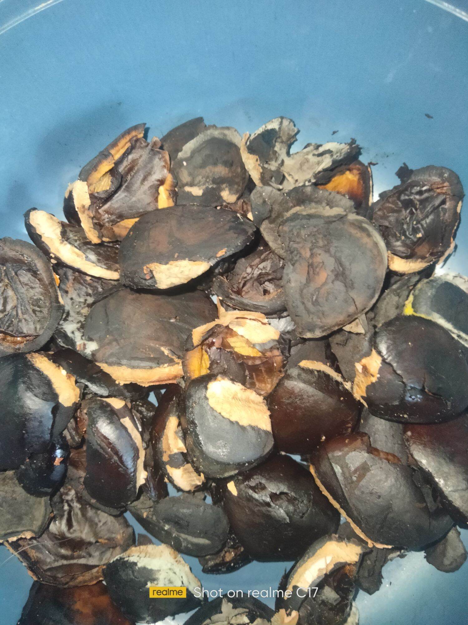 jual buah picung buah kulewek sudah dikupas musiman selagi ada segara ...