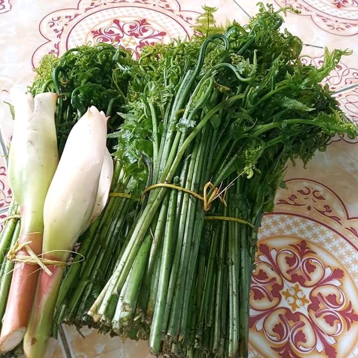 Pakis sayur / tanaman paku 1 ikat | Lazada Indonesia
