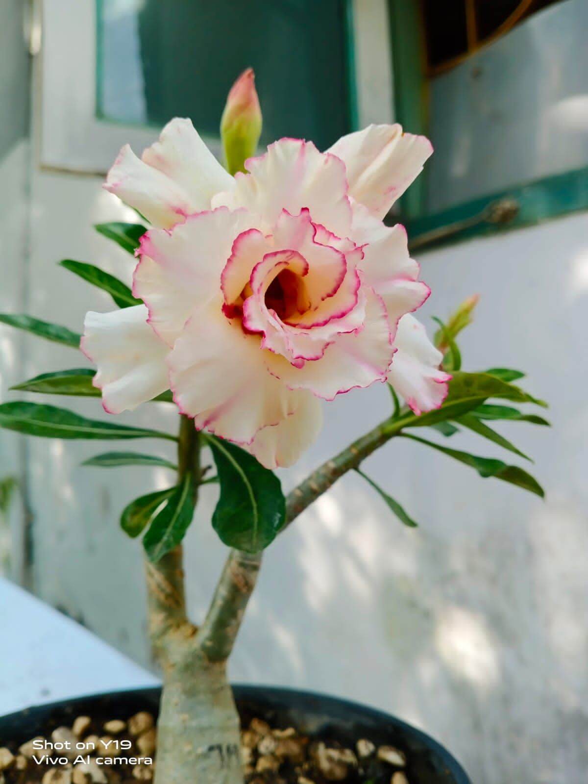 candik ayu adenium grafting | Lazada Indonesia