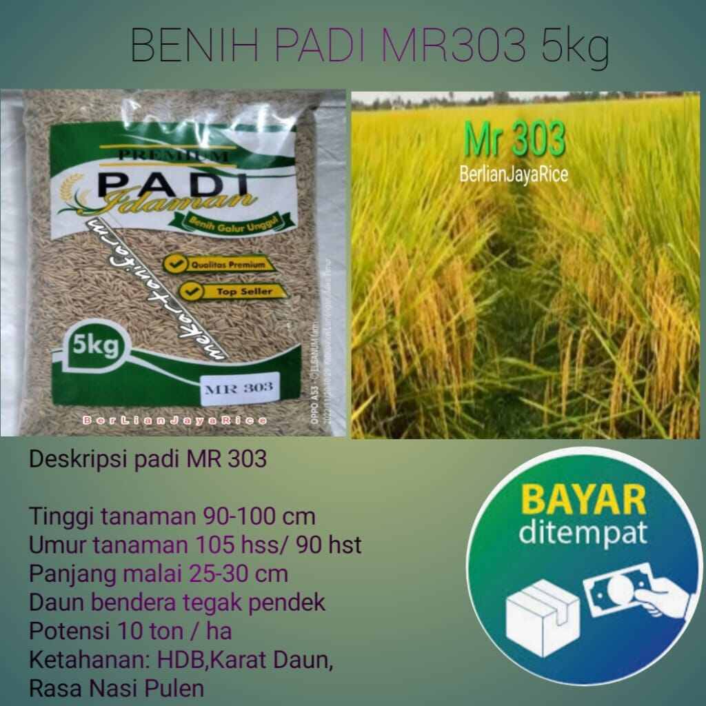 BENIH PADI MR 303 KEMASAN 5KG | Lazada Indonesia