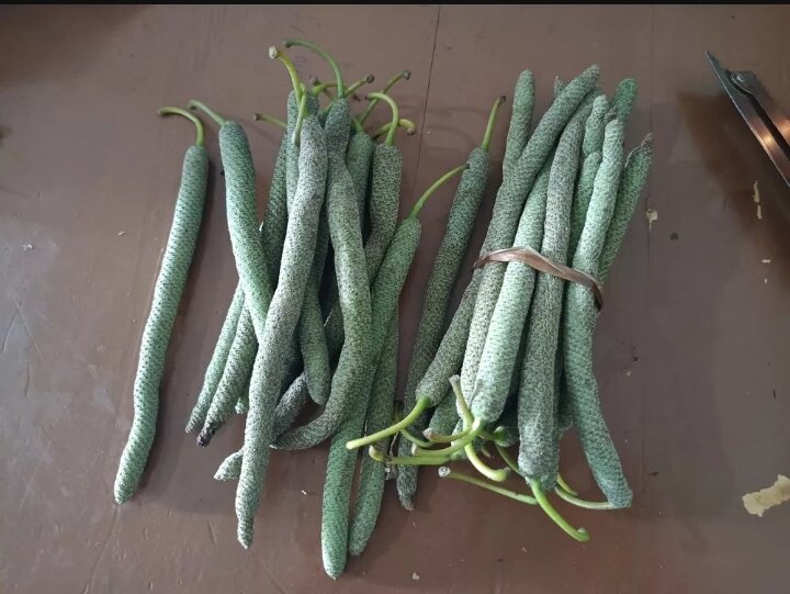 buah Sirih fressh | Lazada Indonesia