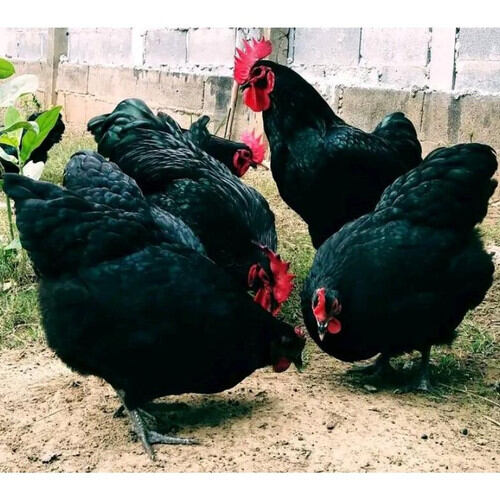 TELUR AYAM HIAS PETELUR AUSTRALORP UNTUK DI TETASKAN | Lazada Indonesia