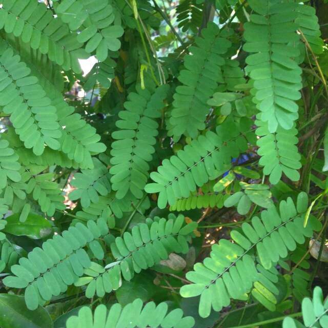 Daun Saga Segar 300 Lembar / Strip | Lazada Indonesia