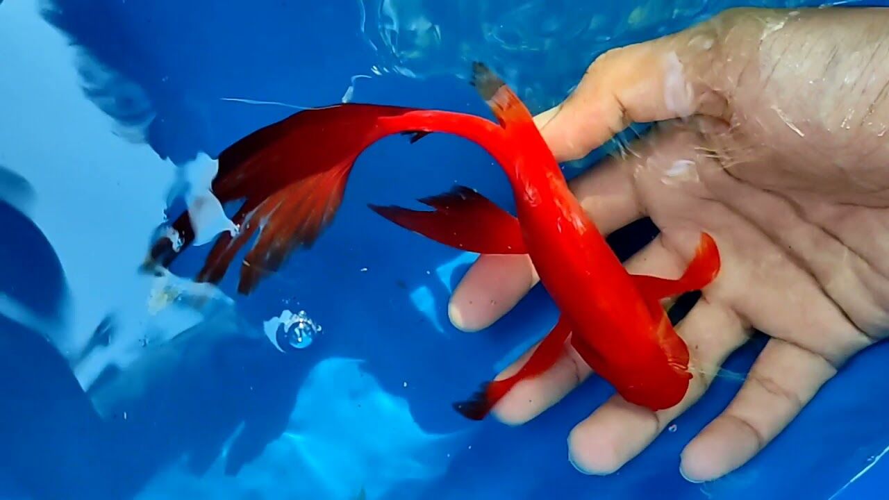 Ikan Komet Slayer Hitam