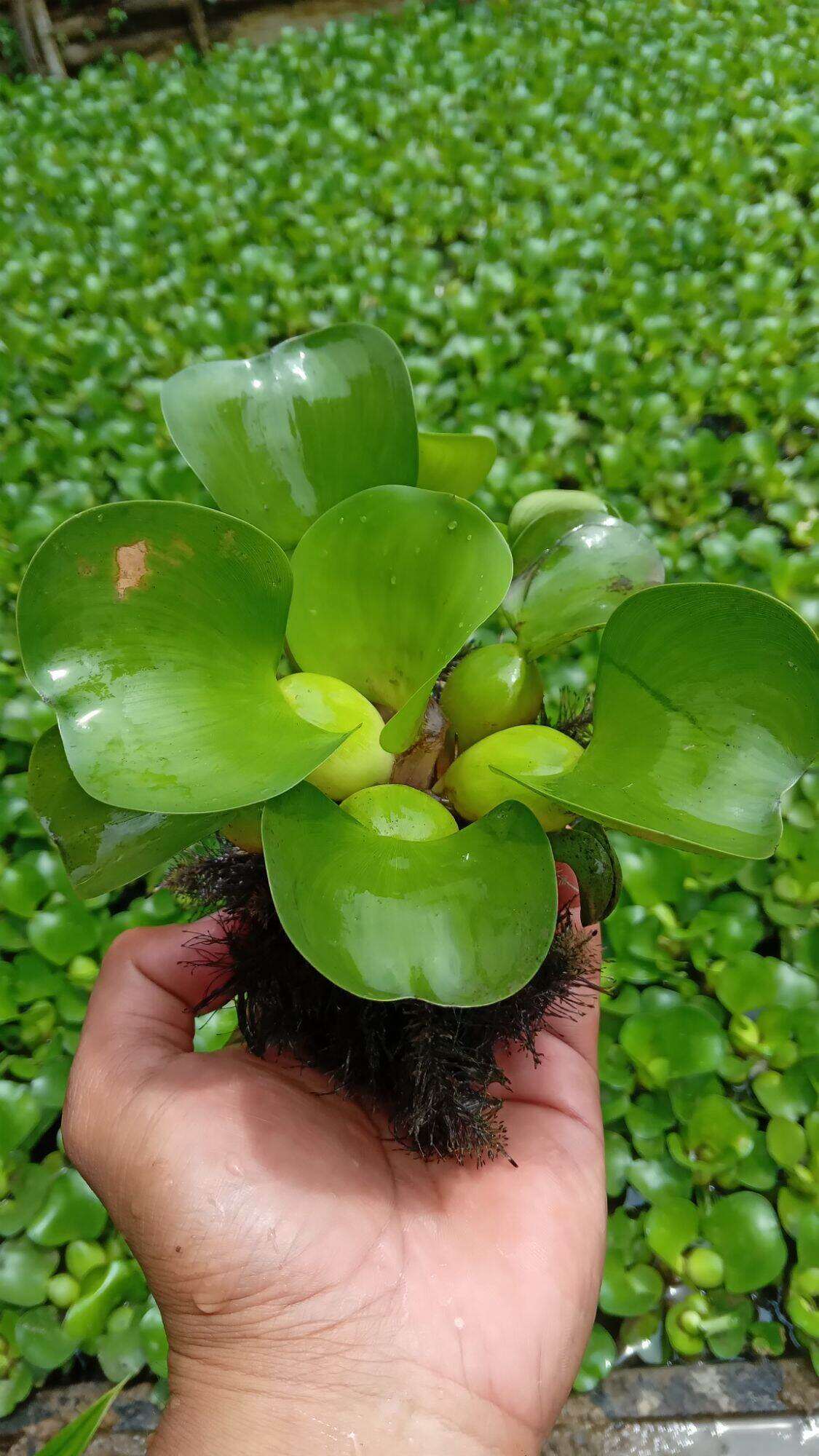 TANAMAN AIR APUNG~ECENG GONDOK MINI~HIASAN KOLAM~10 PCS | Lazada Indonesia