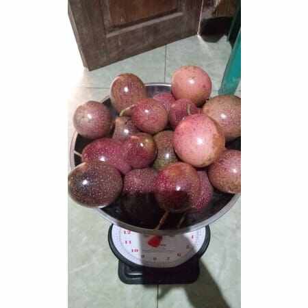 BUAH MARKISA UNGU SEGAR 1KG | Lazada Indonesia