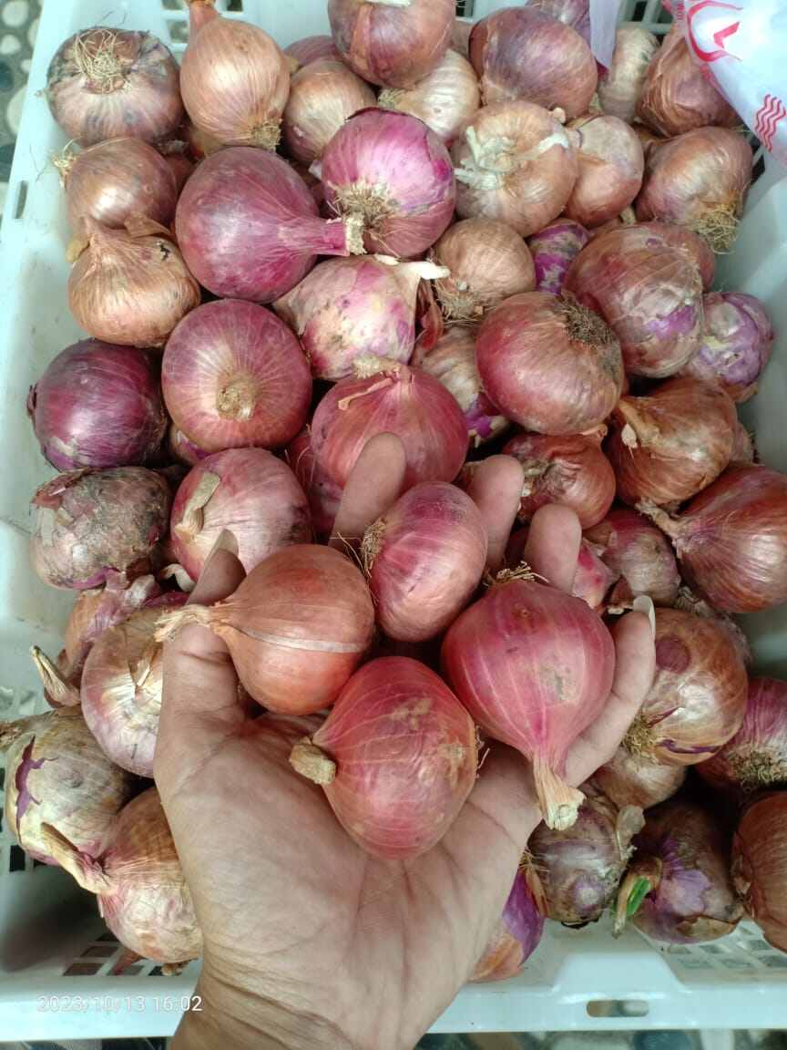 BAWANG MERAH INDIA 1KG /BAWANG MERAH/ | Lazada Indonesia
