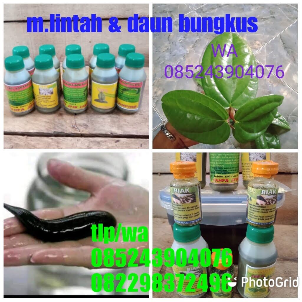 daun bungkus biak papua | Lazada Indonesia