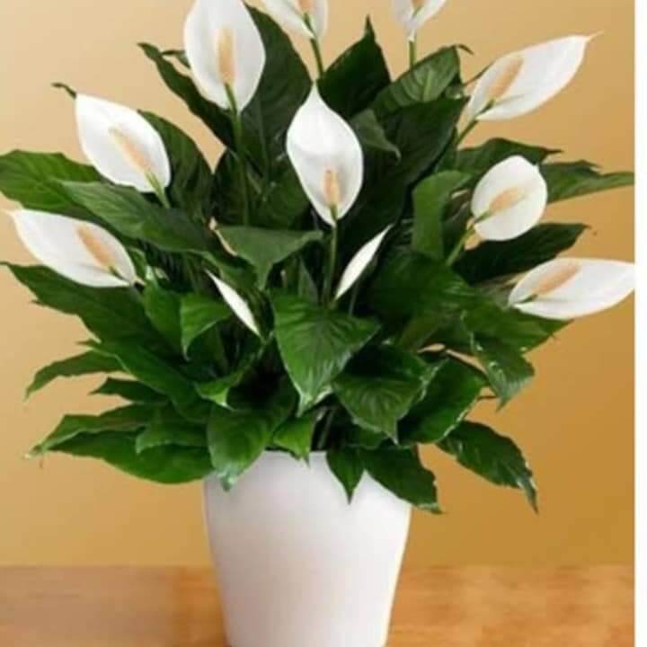bunga peace lily | Lazada Indonesia