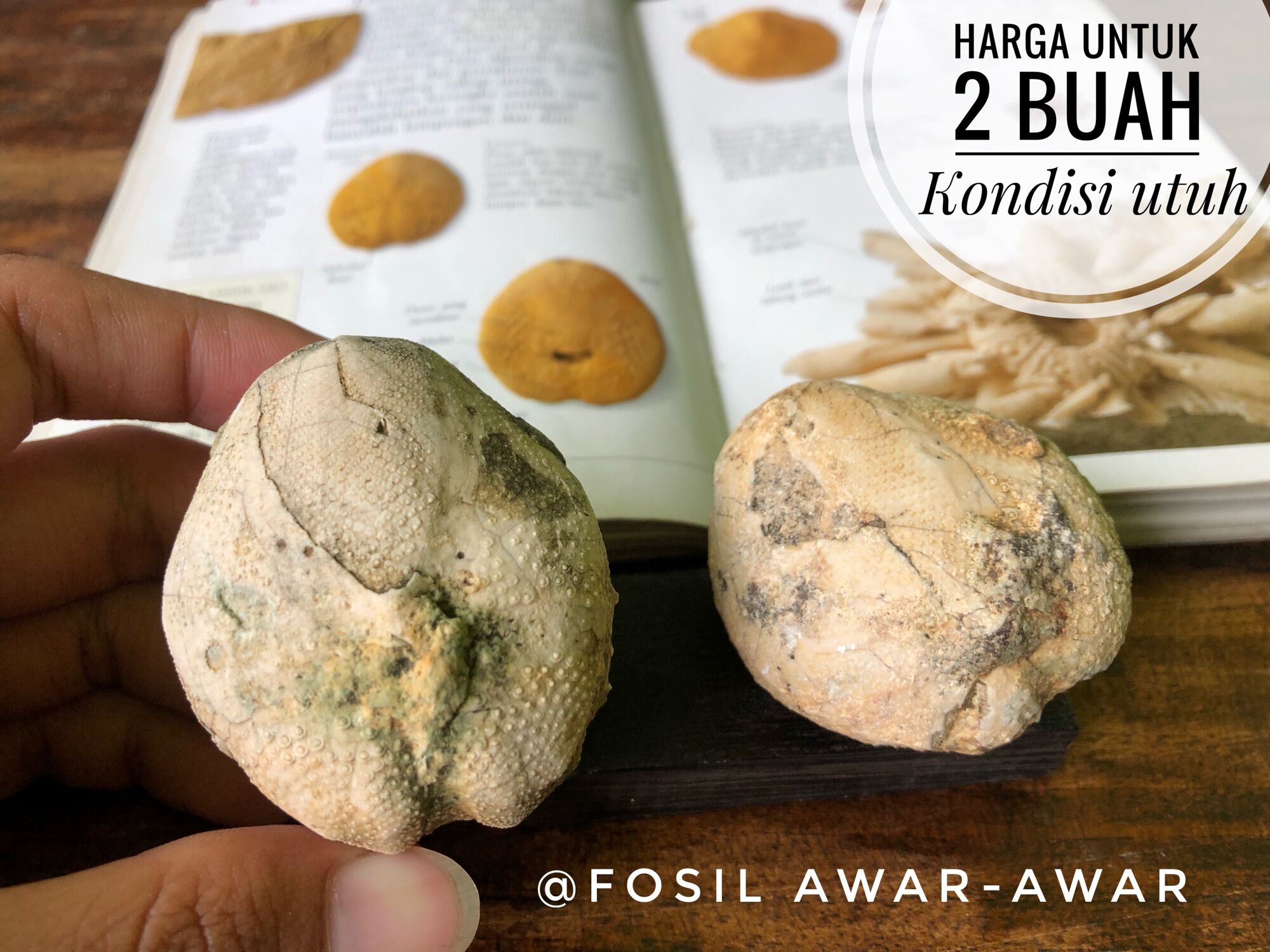 Fosil awar-awar natural B10 atau fosil bintang laut atau fosil keong ...