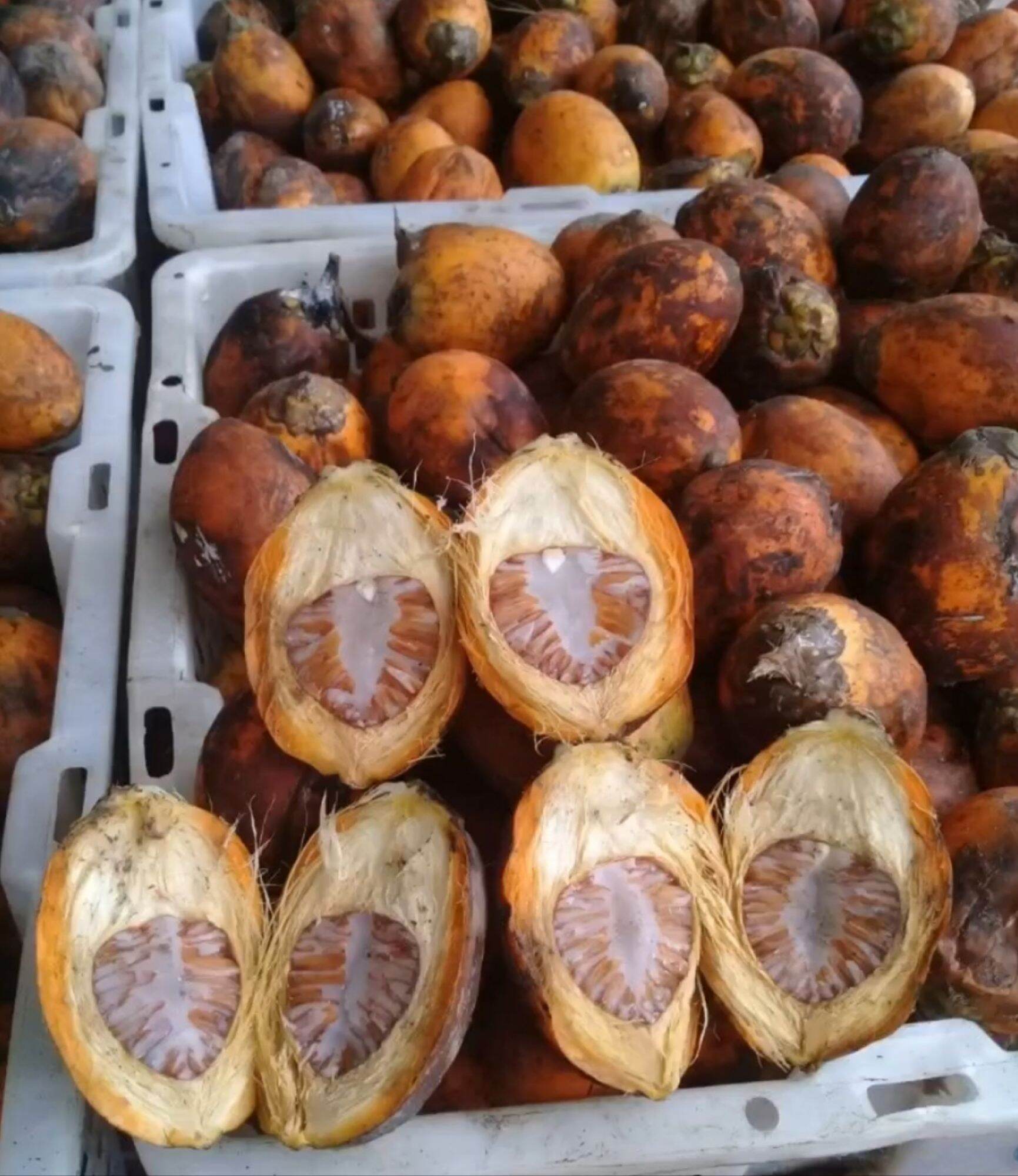 buah pinang tua 1kg (bahan jamu buah pinang atau buah Jambe tua ...