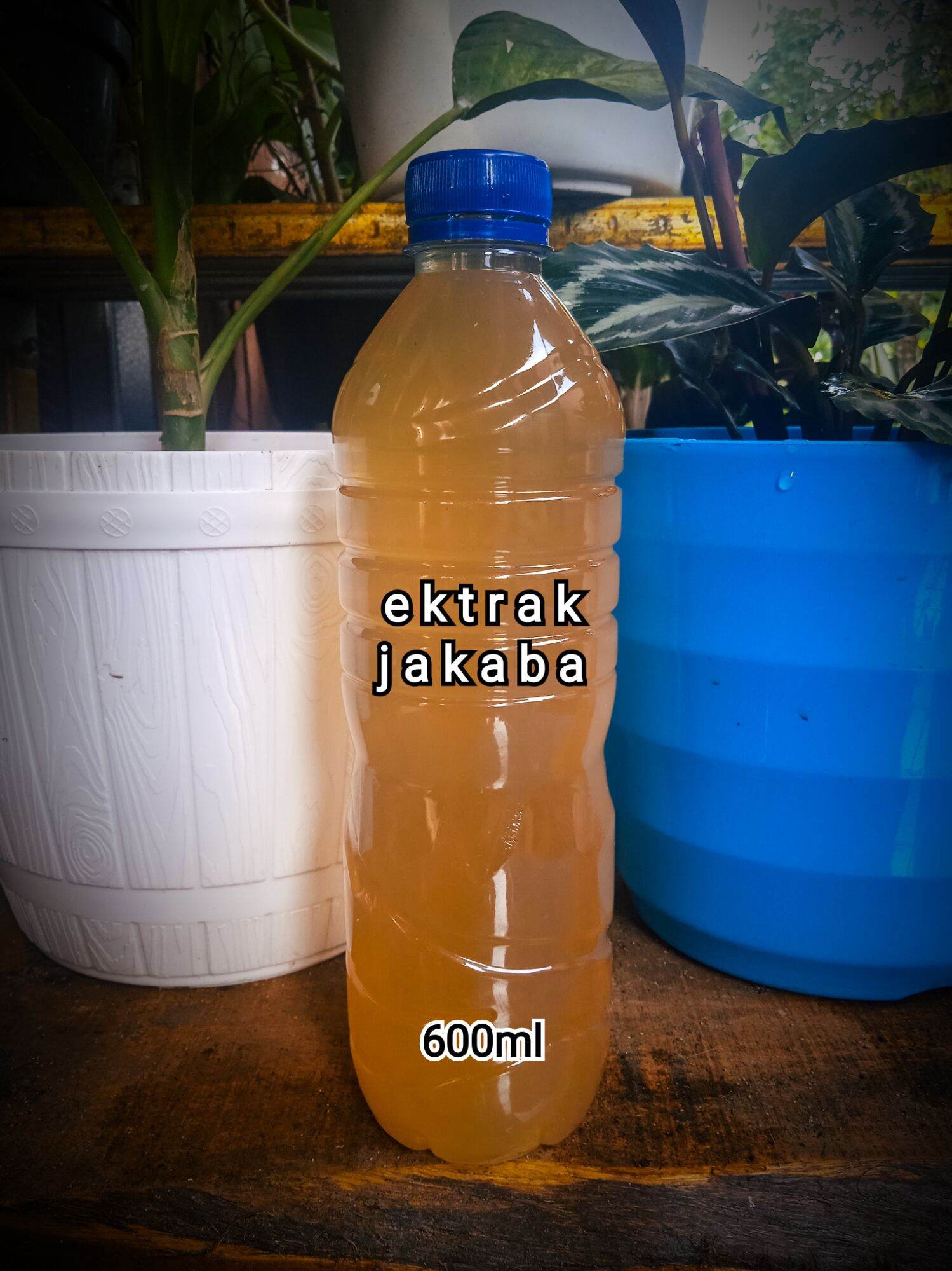 Jakaba ekstrak/air jakaba murni 600ml | Lazada Indonesia