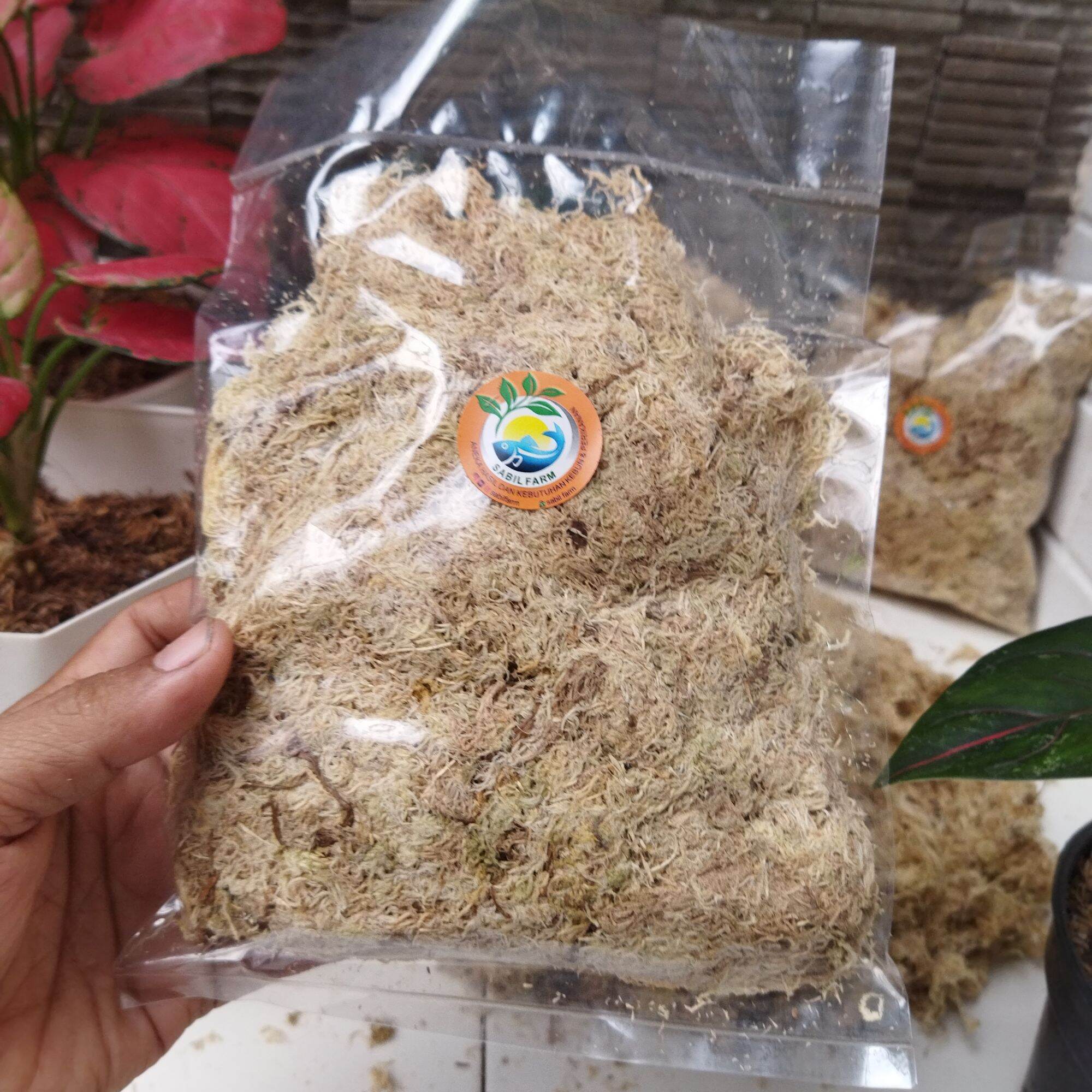 Sphagnum Moss Premium, Spaghnum Lumut Kering kualitas premium putih ...