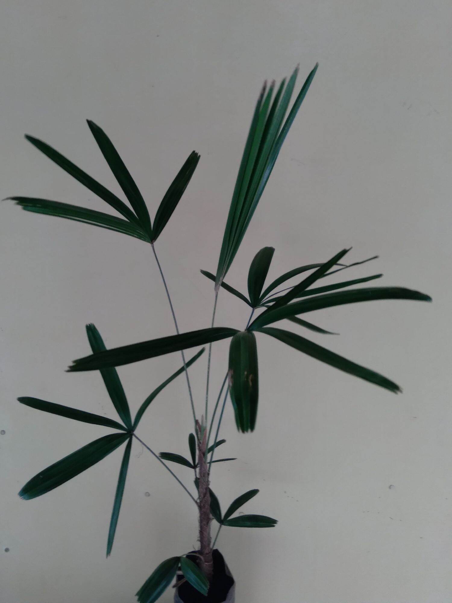 tanaman hias palem regu / waregu tanaman hias indoor outdor | Lazada ...