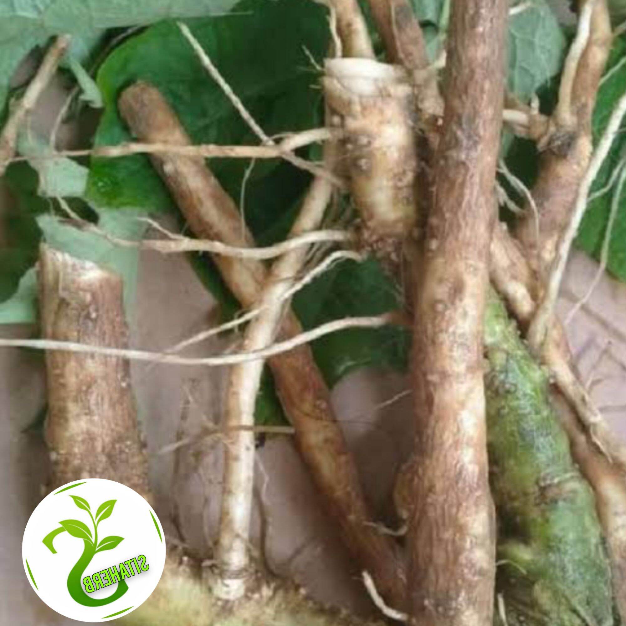 Akar cepokak atau takokak segar fresh 500 gram | Lazada Indonesia Akar cepokak atau takokak segar fresh 500 gram | Lazada Indonesia