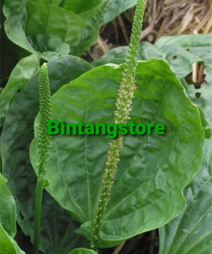 Daun sendok segar / daun kiurat segar 250 gram | Lazada Indonesia