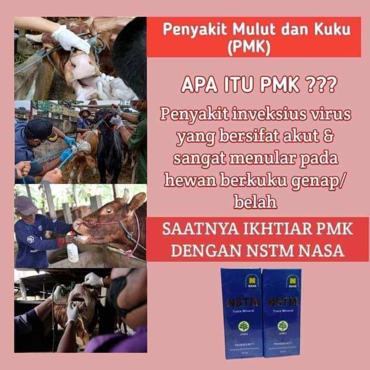 NSTM NASA OBAT SAPI ORIGINAL ANTI VIRUS PMK REAL TESTIMONI FREE ONGKIR ...