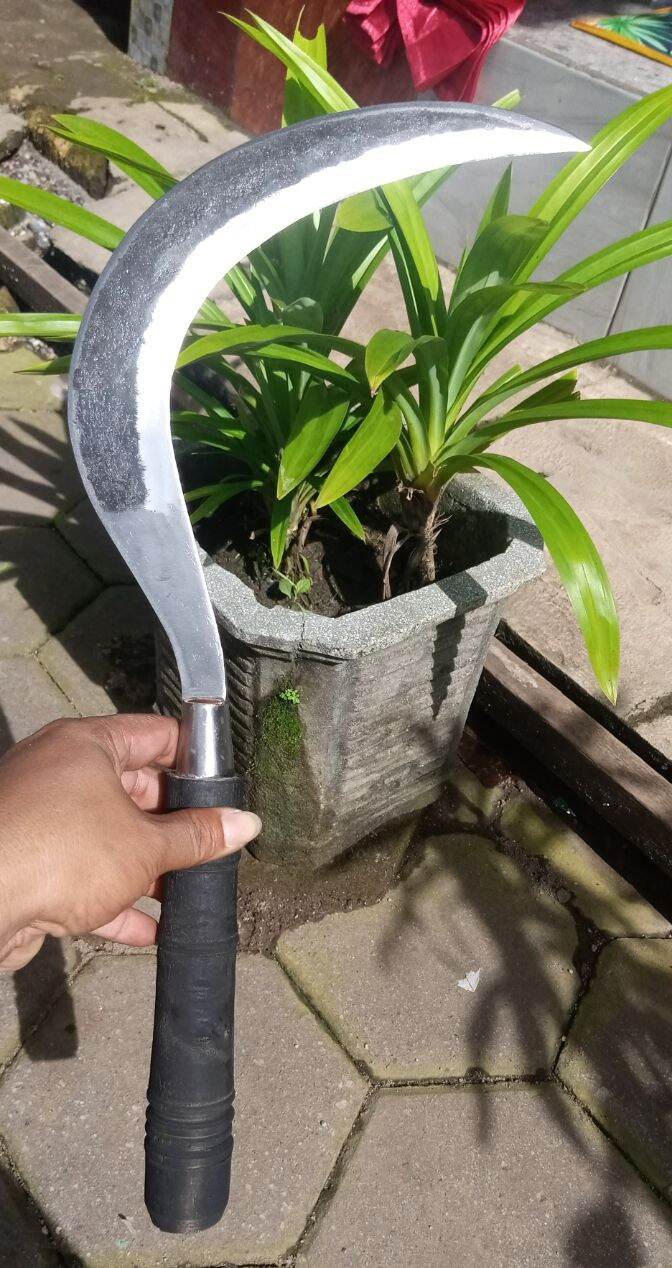 PRODUK TEBAL ISTIMEWA - Sabit Baja PER 42 Cm / Sabit Madura / Peralatan ...