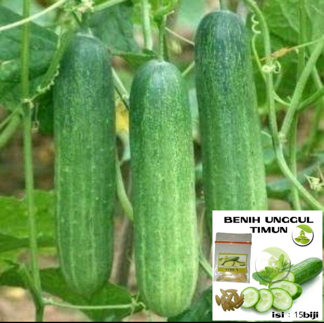 benih sayuran timun/bebih timun sayur | Lazada Indonesia