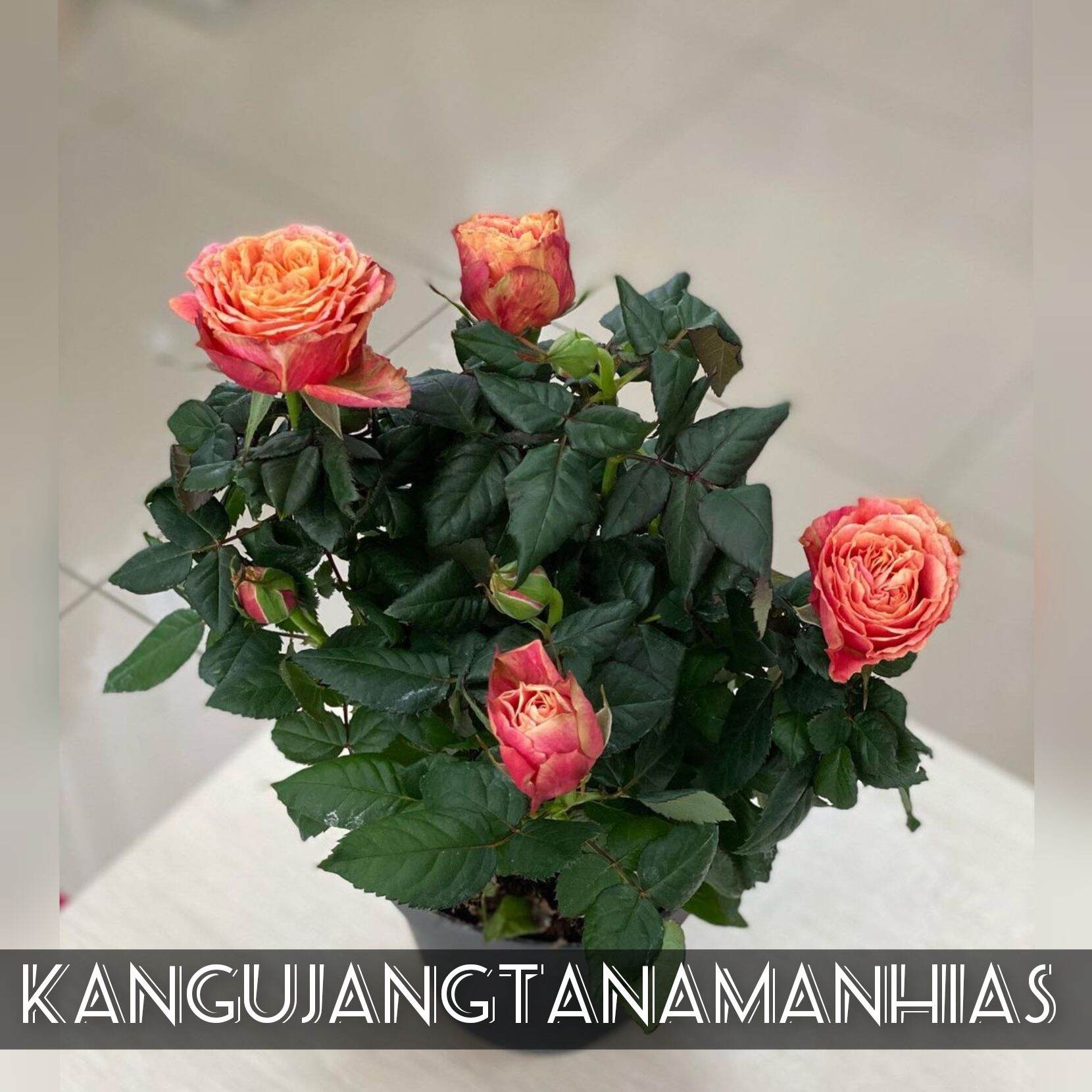 PAKET 9 WARNA TANAMAN HIDUP BUNGA MAWAR | MURAH & GRATIS ONGKIR . READY ...