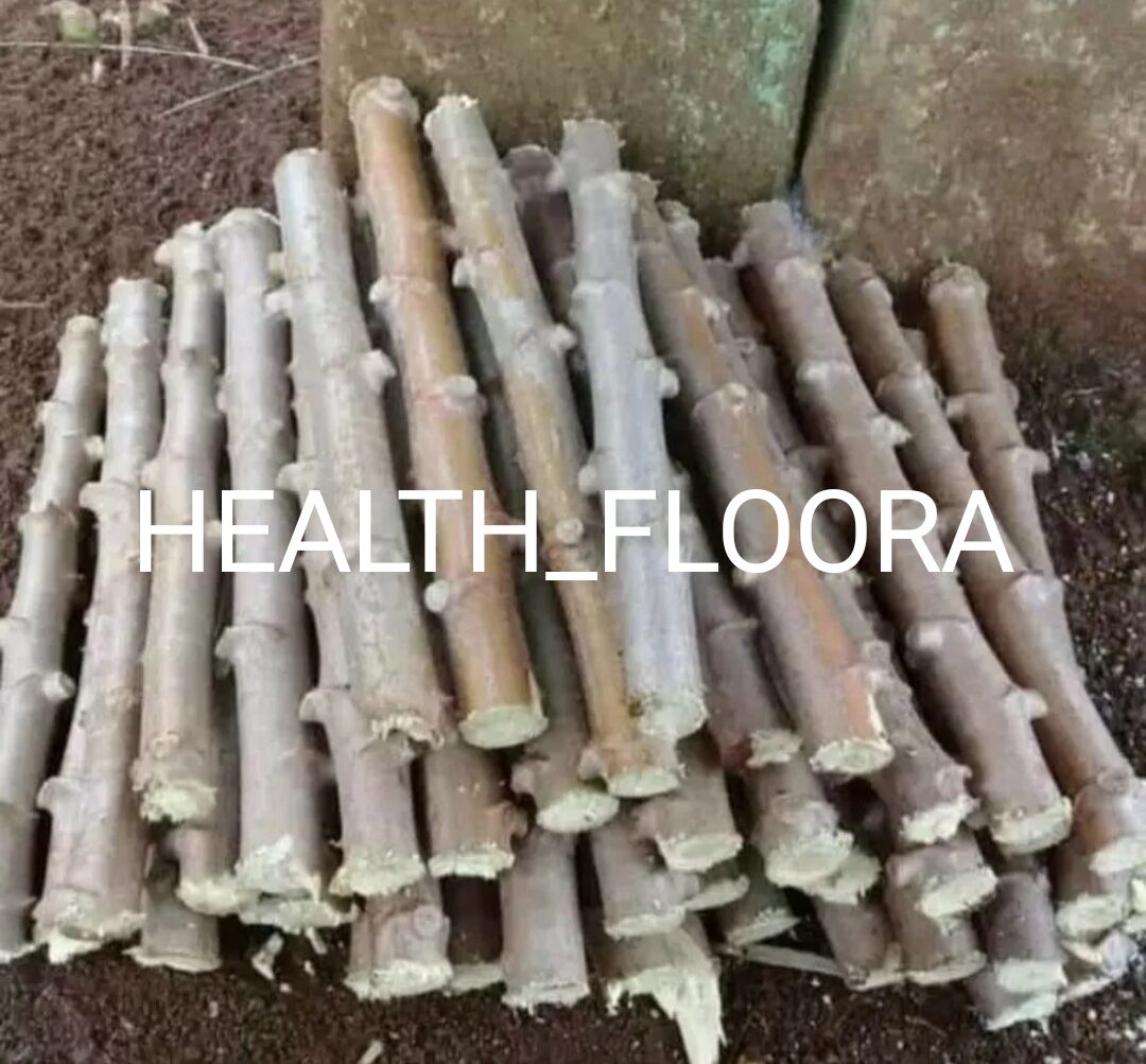 stek batang bibit singkong roti 10 batang | Lazada Indonesia