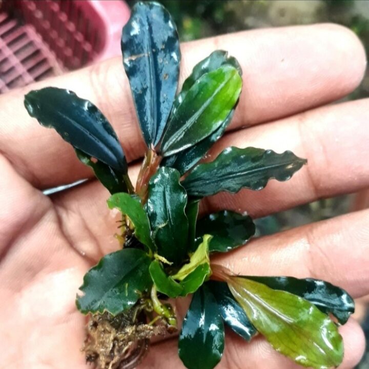 Bucephalandra Brownie Fire Bird Tanaman Aquascape | Lazada Indonesia