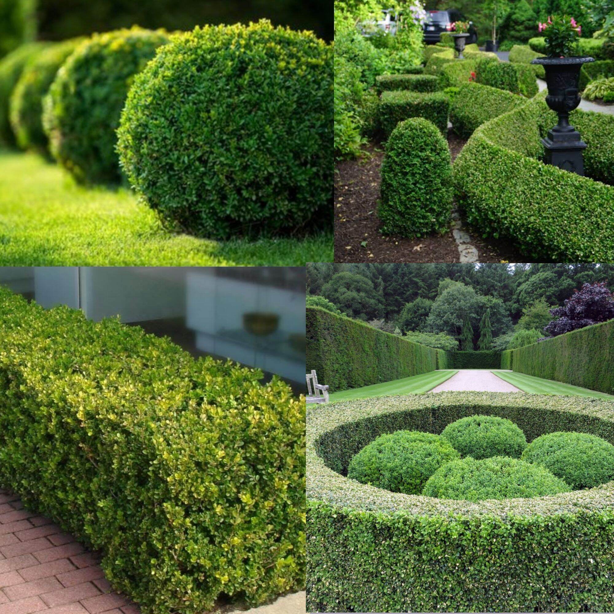 15 Cutting Tanaman Hias Boxwood atau Teh Tehan | Lazada Indonesia