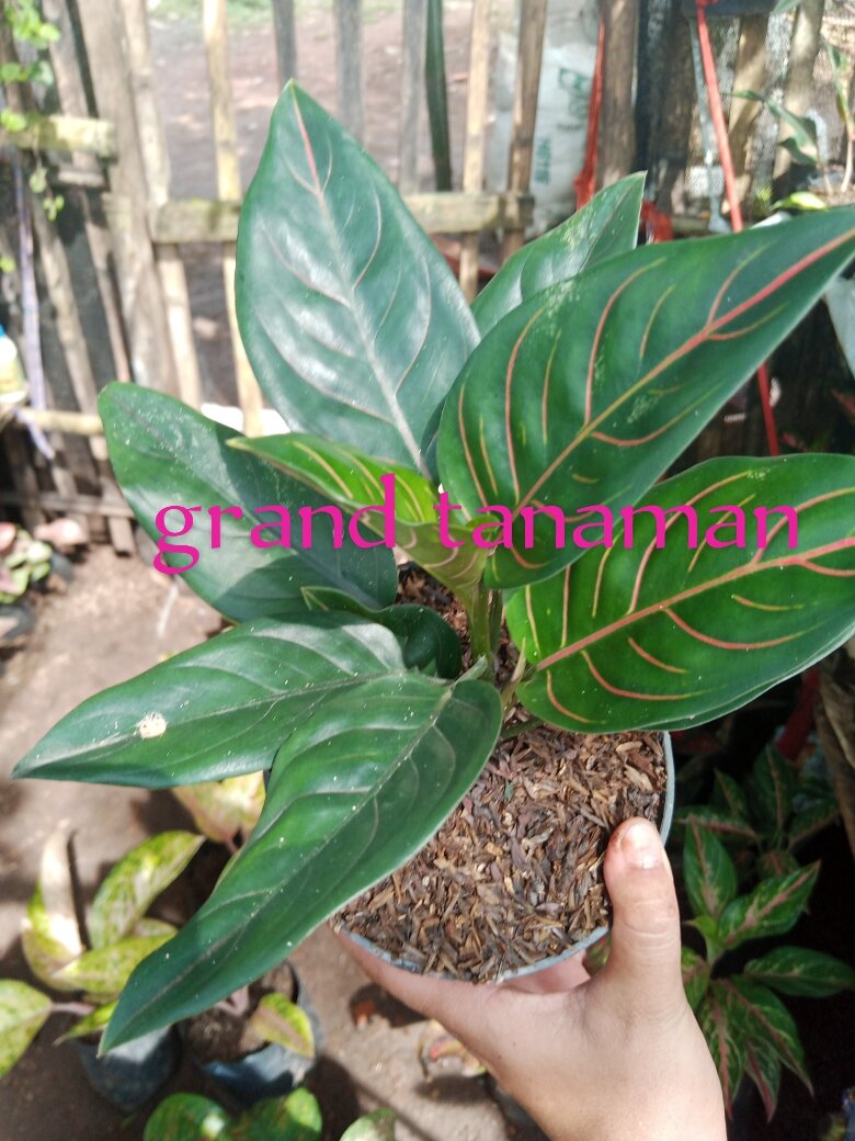 aglonema rotodum Tiger daun rimbun murah | Lazada Indonesia