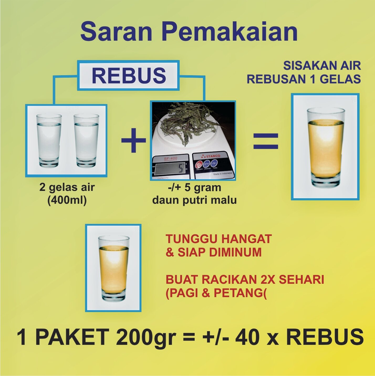 Daun PUTRI MALU KERING / Mimosa pudica. Organic/Natural/Herbal untuk ...